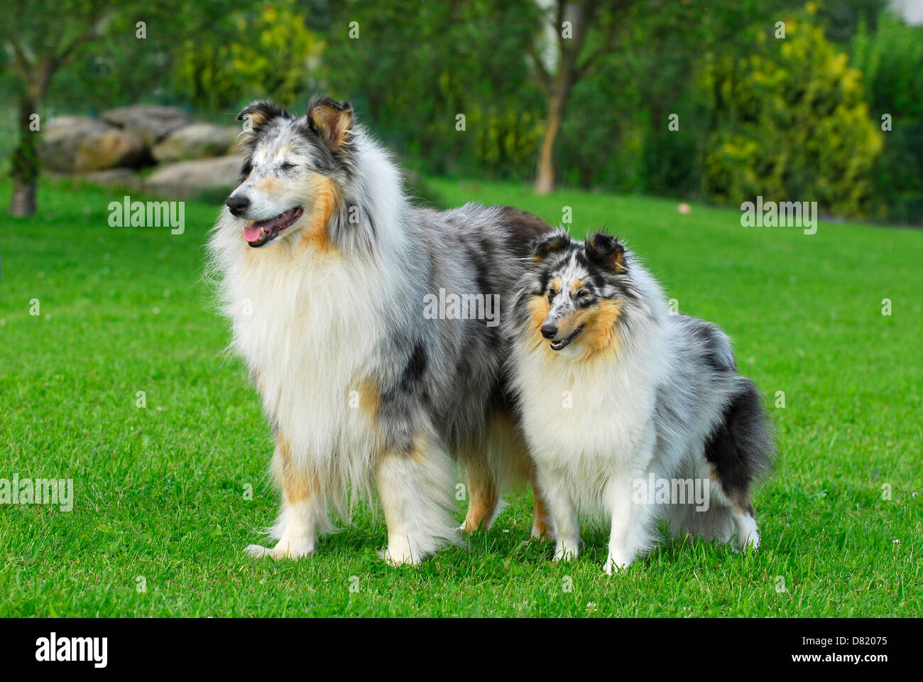 Rough Collie Sheltie Shetland Sheepdog High Resolution Stock ...