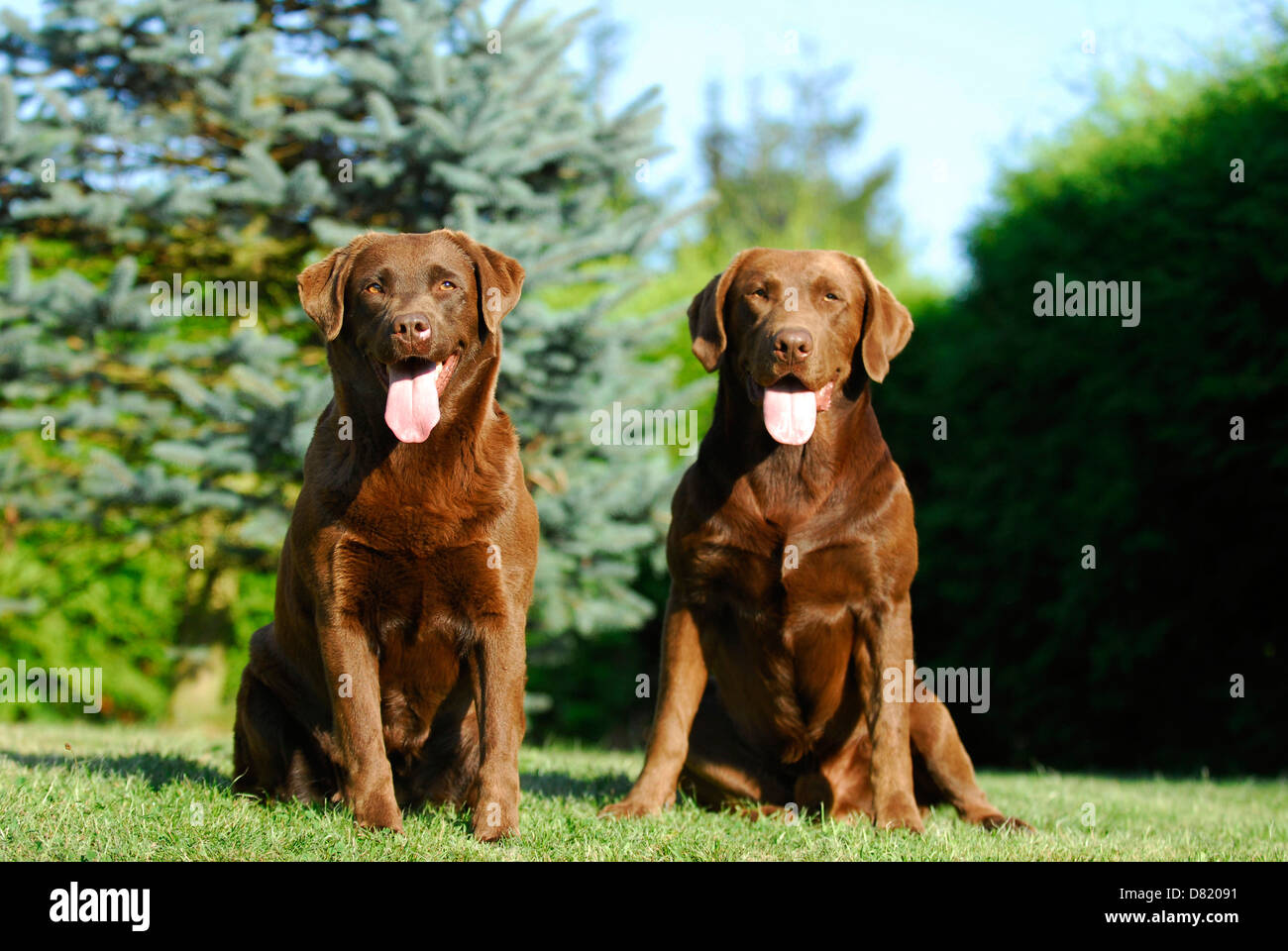 2 Labrador Retriever Stock Photo - Alamy