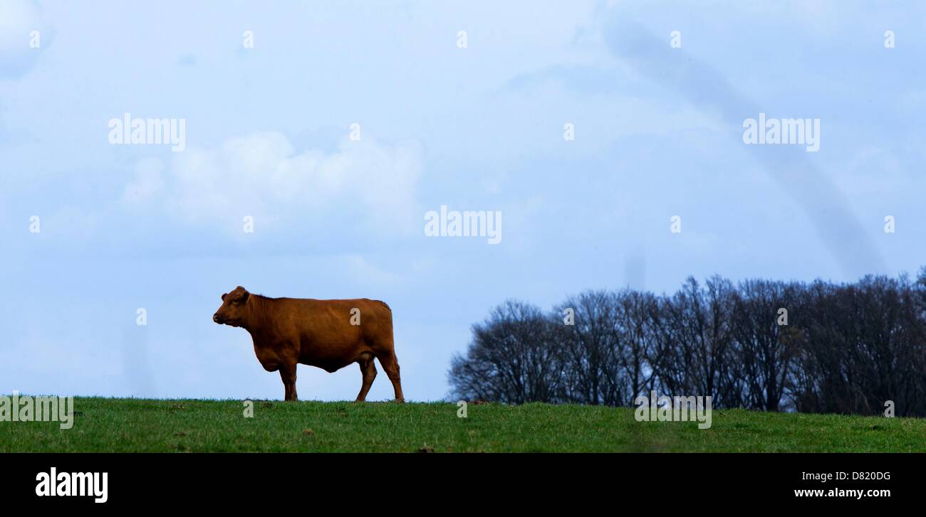 German Angus cattle is pictured on the grazing land of the Deutschen ...