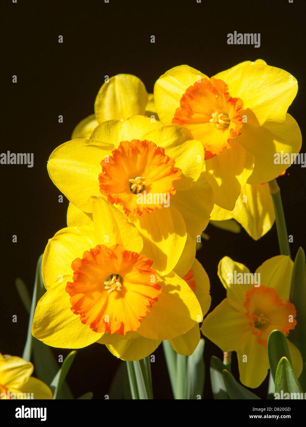 Daffodil flowers bloom hi-res stock photography and images - Alamy