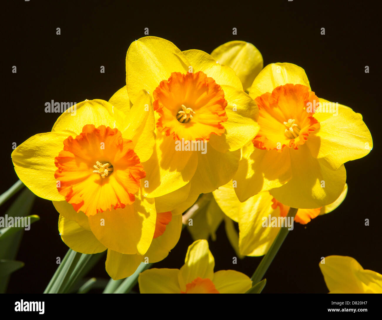 Daffodils your garden hi-res stock photography and images - Alamy