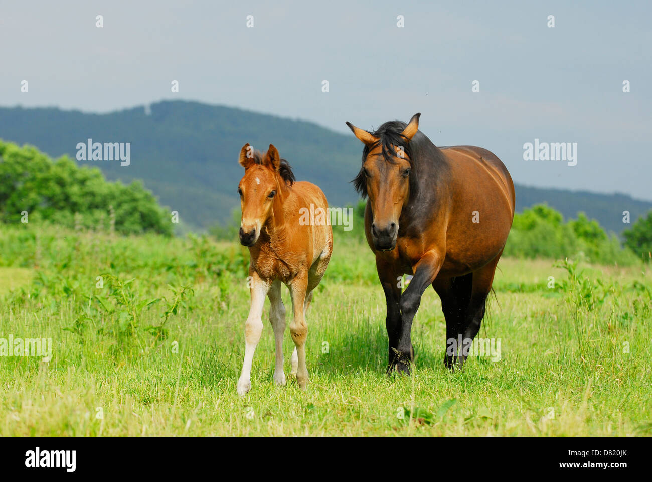 Ponies walking hi-res stock photography and images - Alamy
