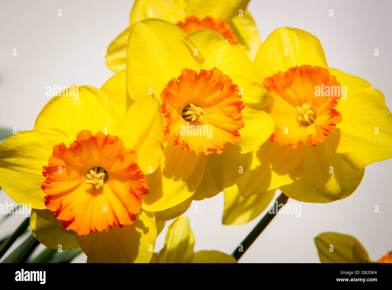 Daffodils in bloom springtime hi-res stock photography and images - Alamy