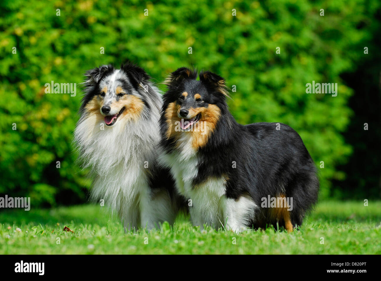 Two shelties shetland sheepdogs standing hi-res stock photography and ...