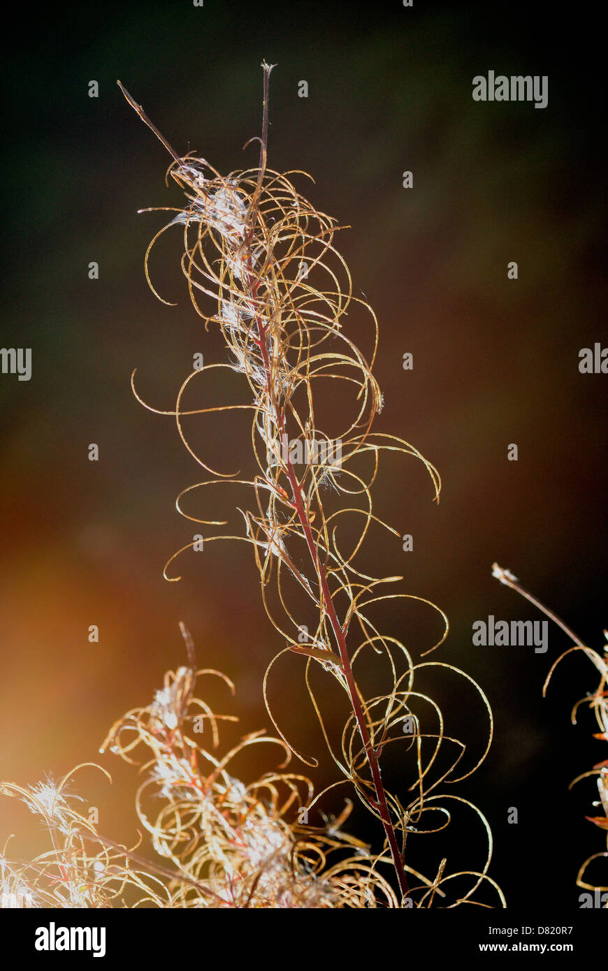 The dead remnants of a garden weed Stock Photo - Alamy