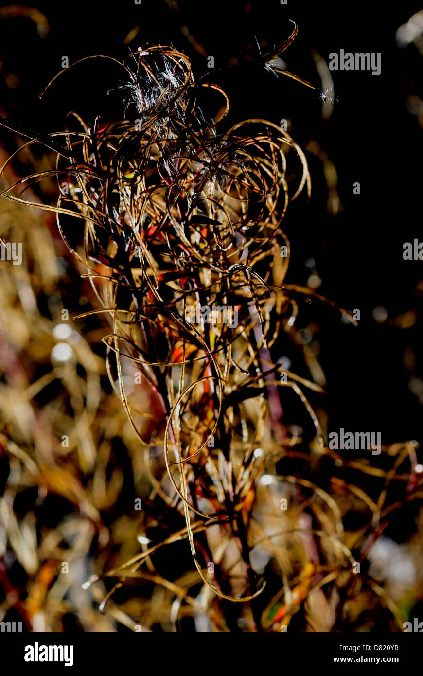 Dead weeds hi-res stock photography and images - Alamy