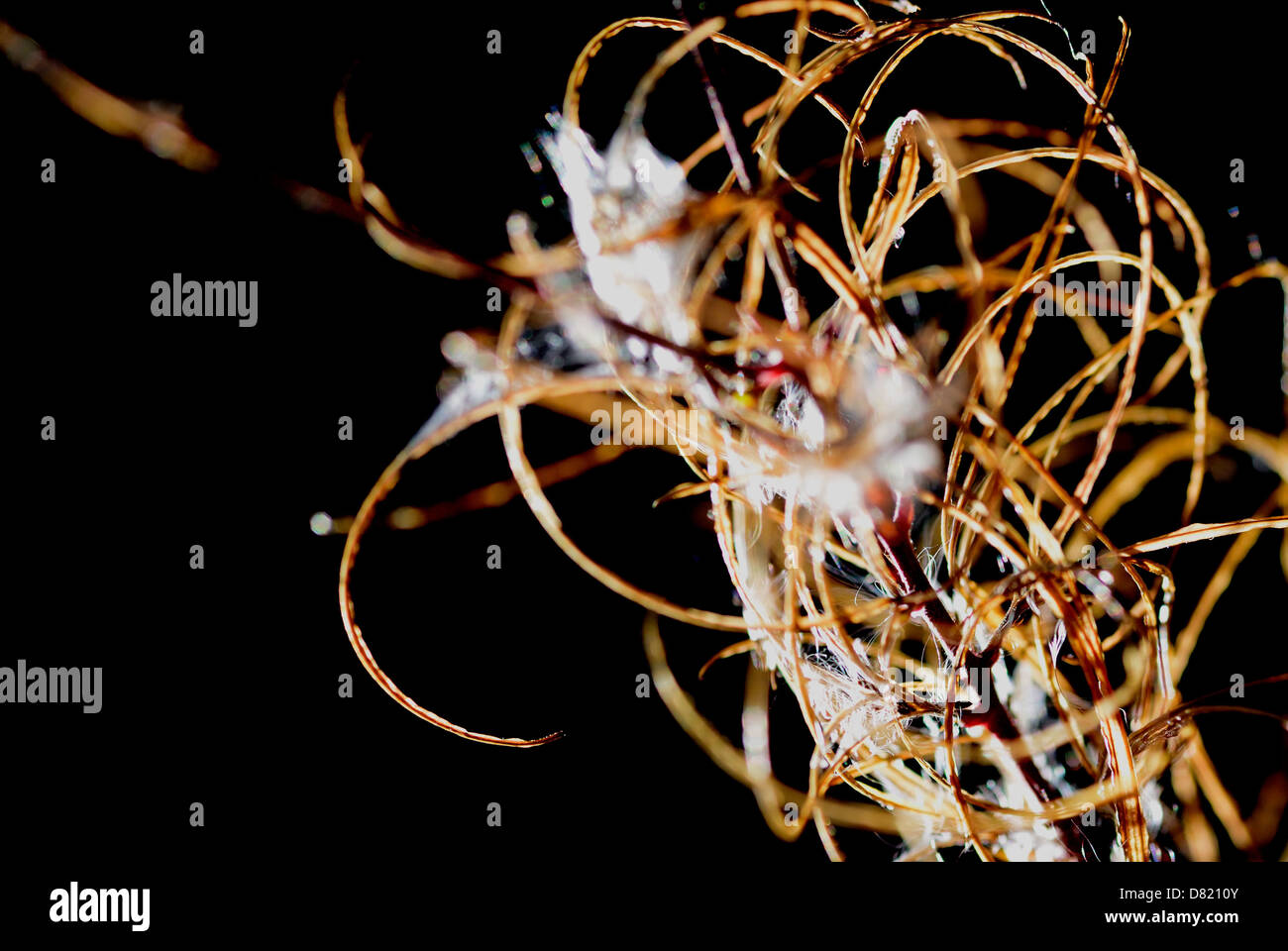 Dead weeds hi-res stock photography and images - Alamy