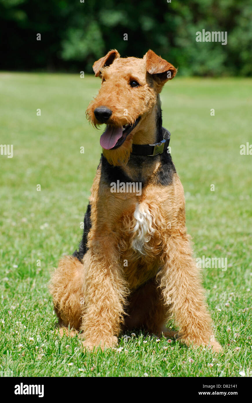 Airedales hi-res stock photography and images - Alamy