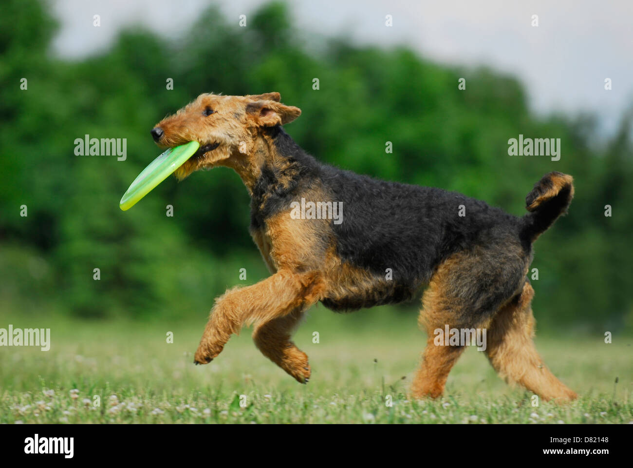 playing Airedale Terrier Stock Photo - Alamy