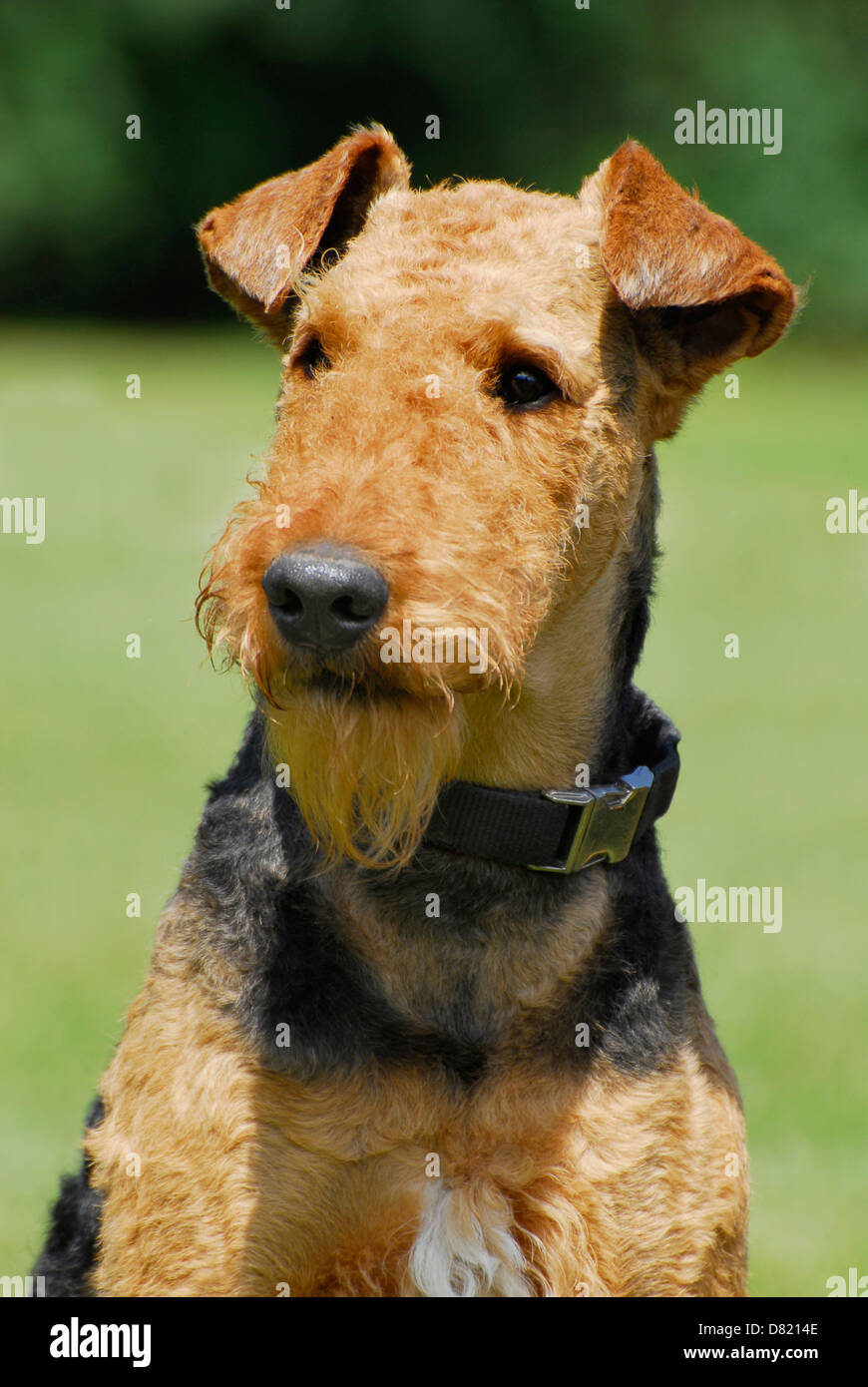 Airedale Terrier Portrait Stock Photo - Alamy