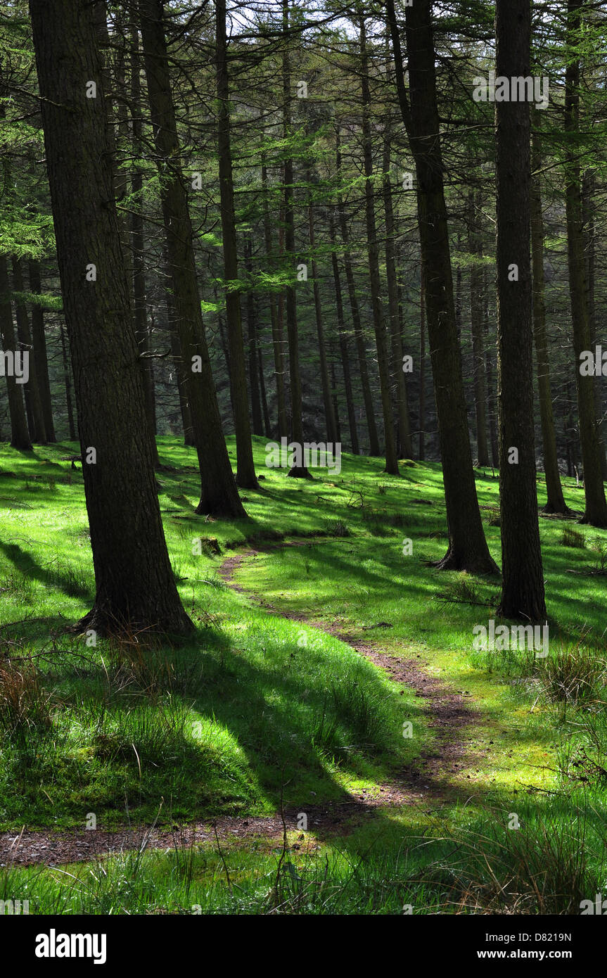 Woodland path hi-res stock photography and images - Alamy