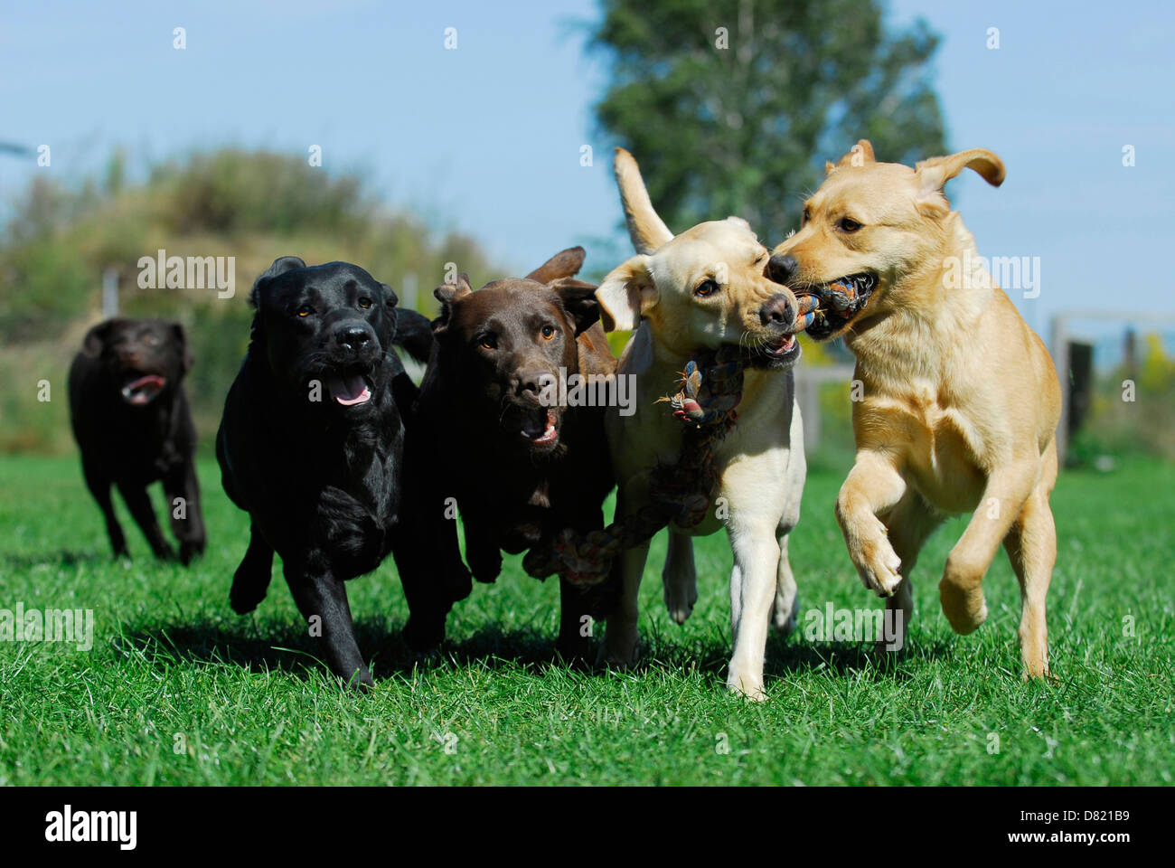 playing Labrador Retriever Stock Photo - Alamy