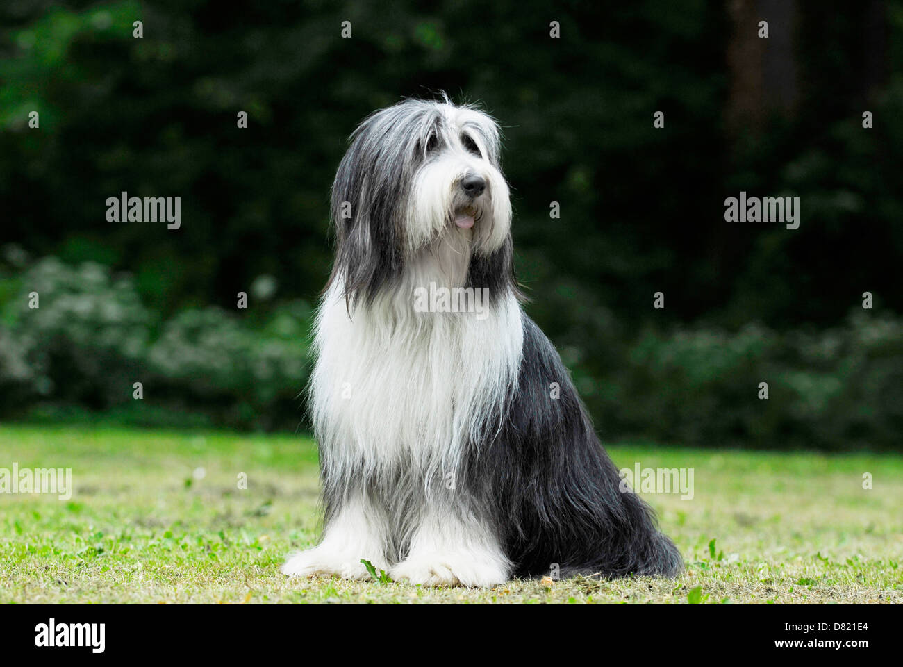 Grey White Bearded Collie Sitting High Resolution Stock Photography and ...