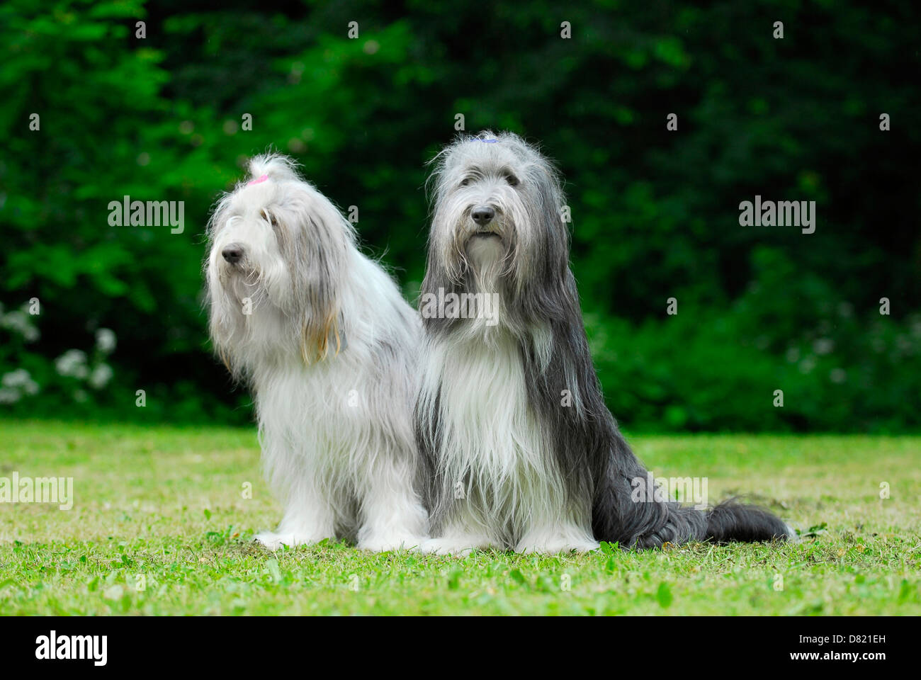 Grey white bearded collie sitting hi-res stock photography and images ...