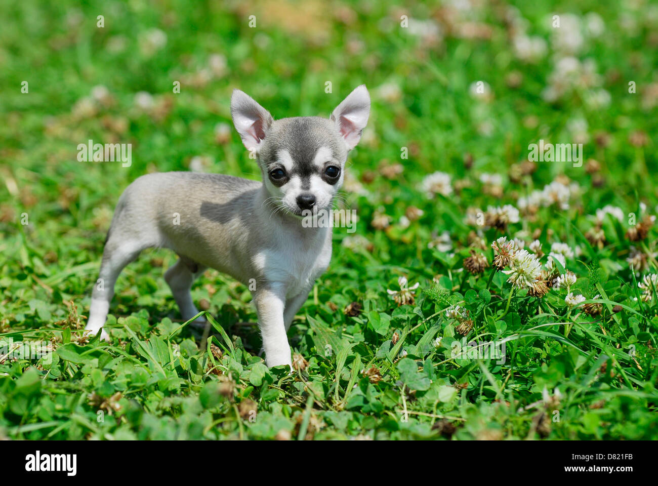Infant stand side view hi-res stock photography and images - Alamy