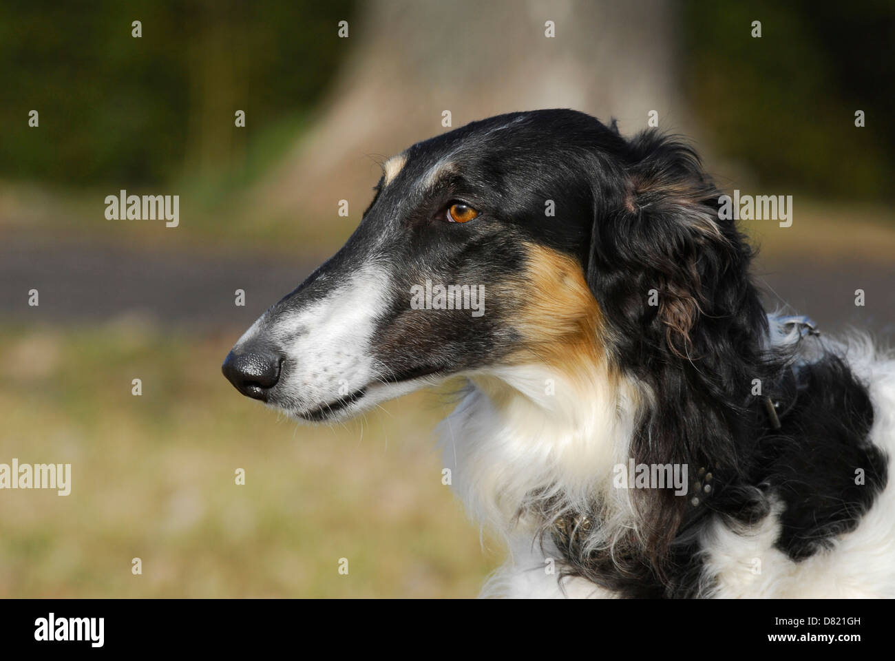 Portrait borzoi side view hi-res stock photography and images - Alamy