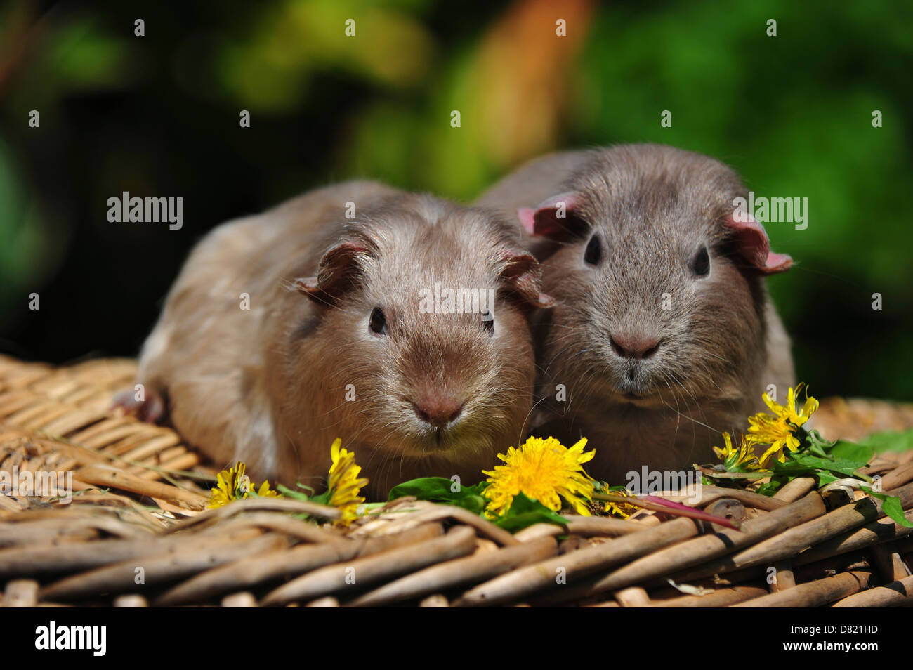 Satin guinea pig hi-res stock photography and images - Alamy