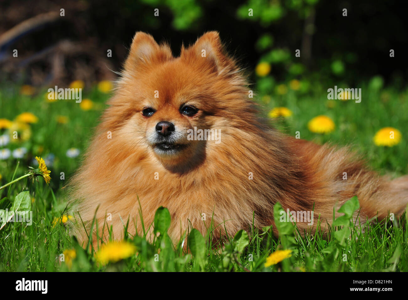 Spitz dog dogs adult hi-res stock photography and images - Alamy