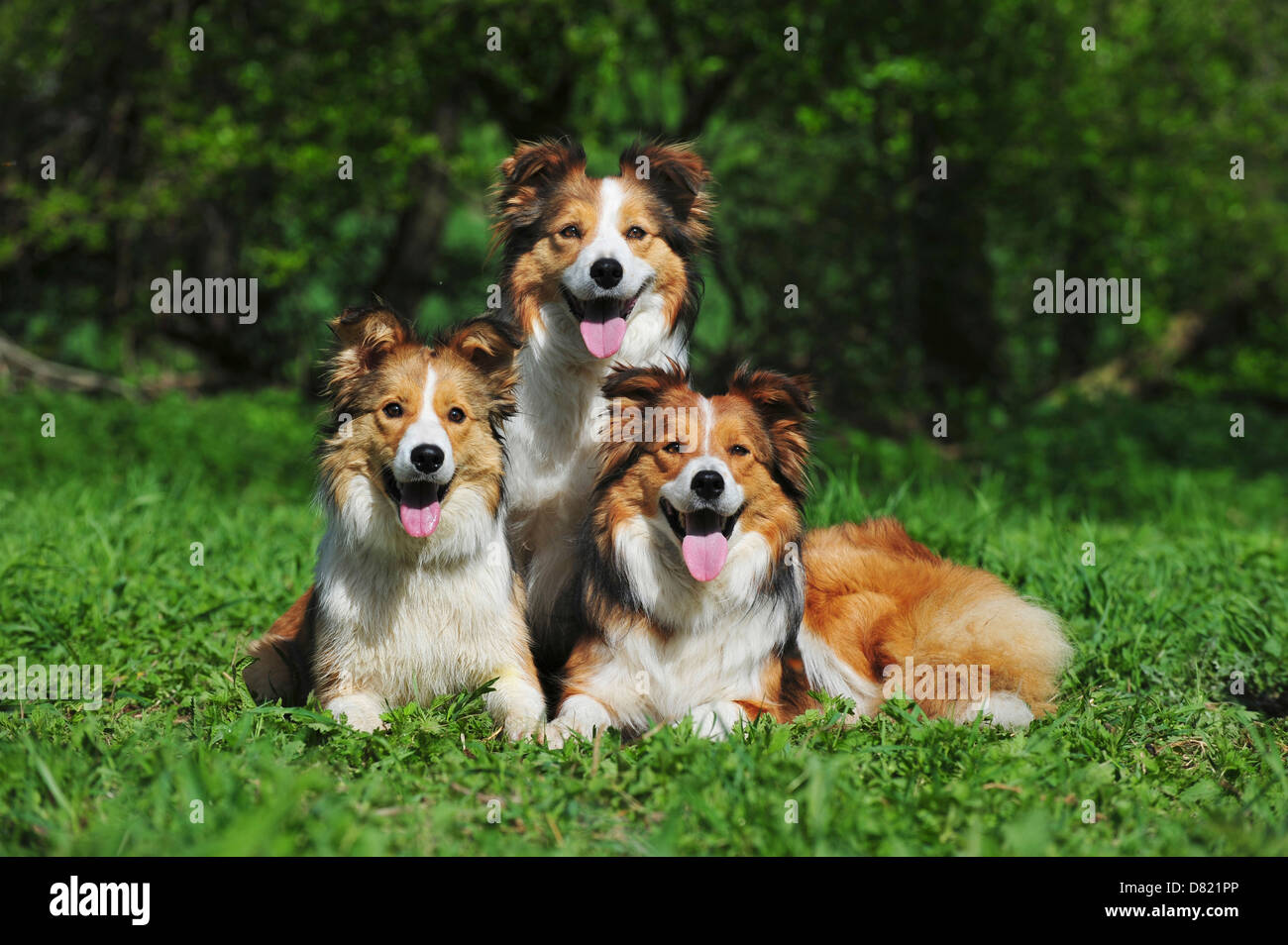 3 border collies hi-res stock photography and images - Alamy