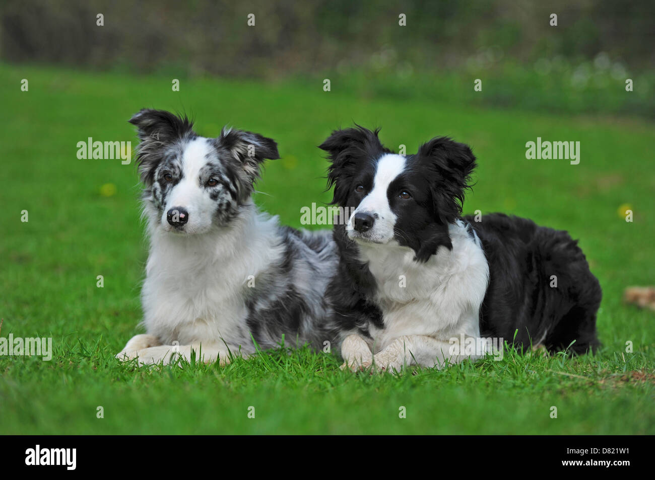 Black and white collies hi-res stock photography and images - Alamy
