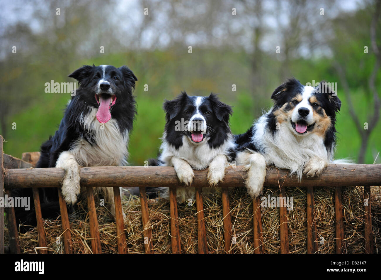 Black and white collies hi-res stock photography and images - Alamy