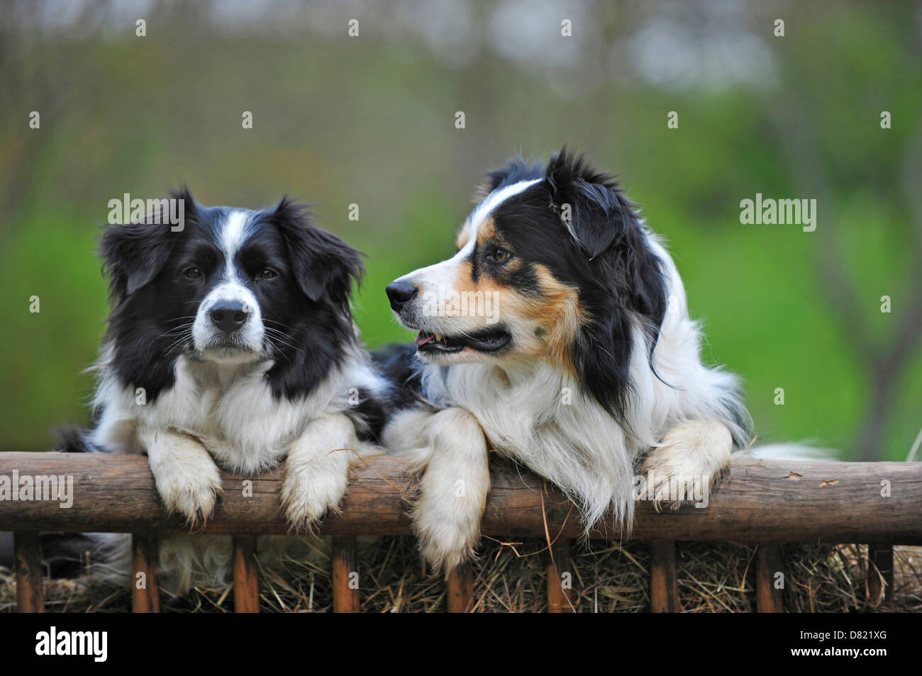 Black and white collies hi-res stock photography and images - Alamy