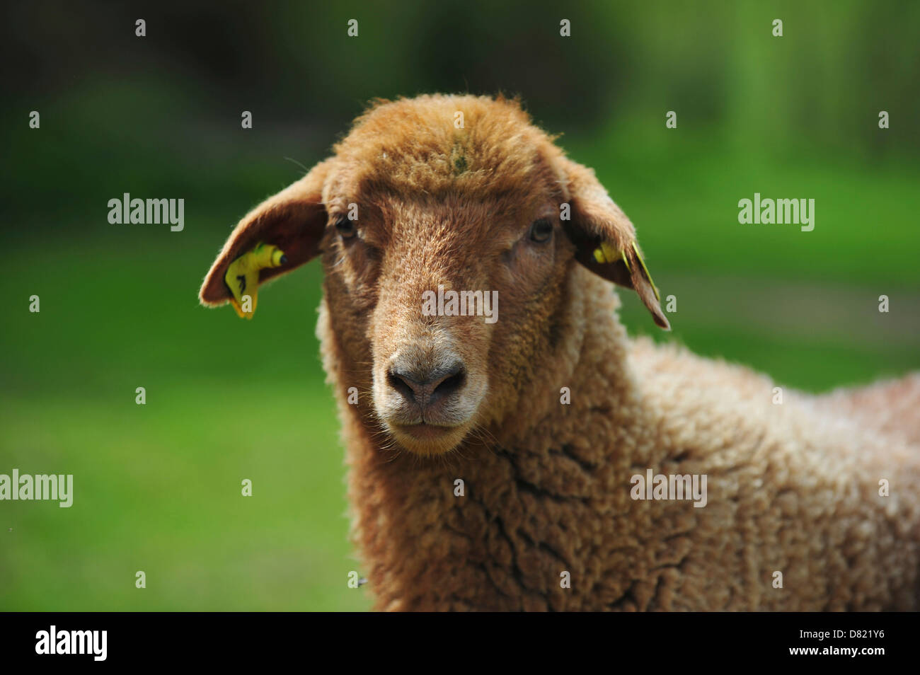 Coburg fox sheep Stock Photo - Alamy