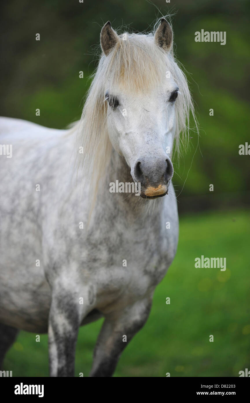 Welsh Pony Portrait Stock Photo - Alamy