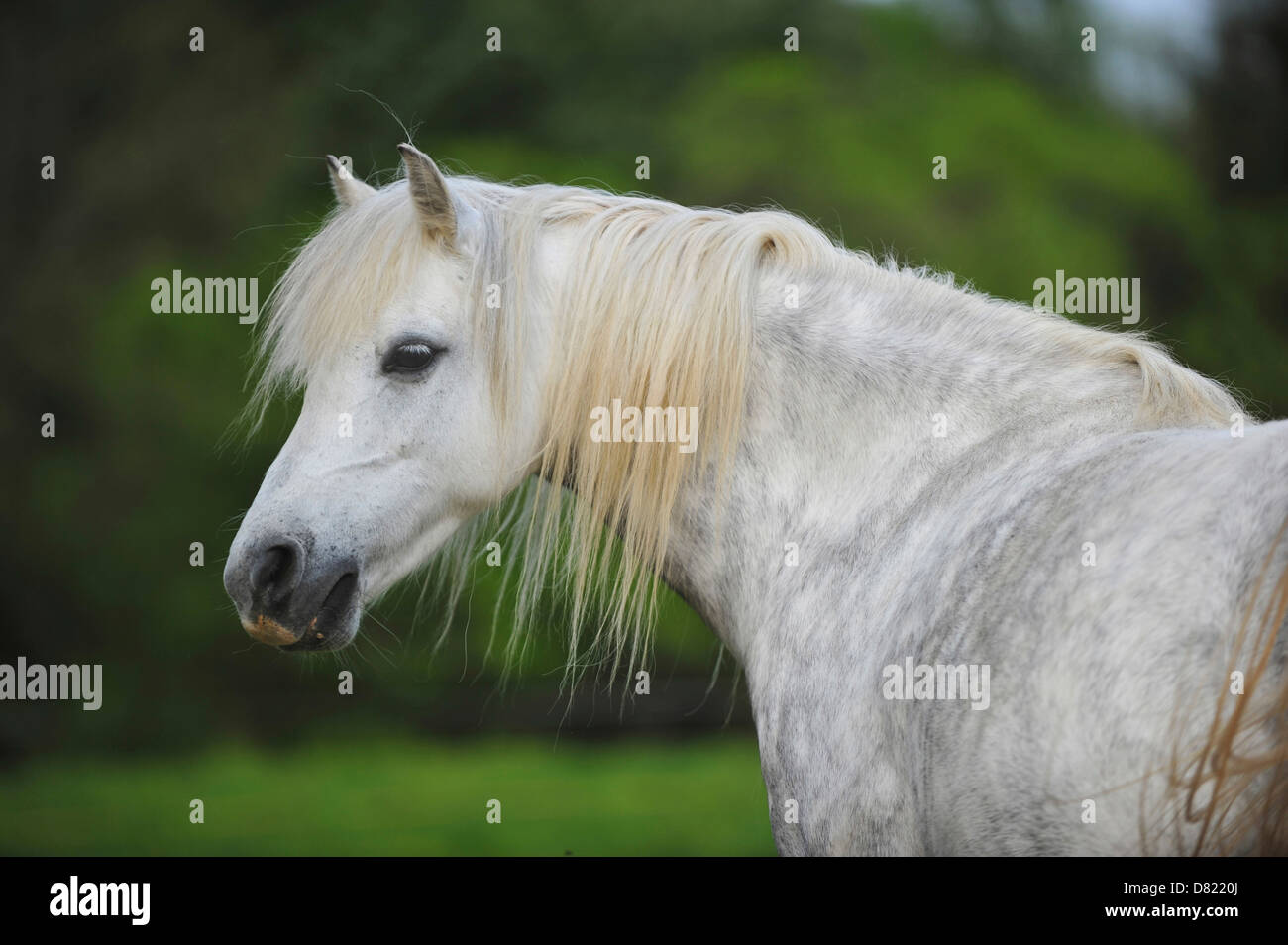 Welsh Pony Portrait Stock Photo - Alamy