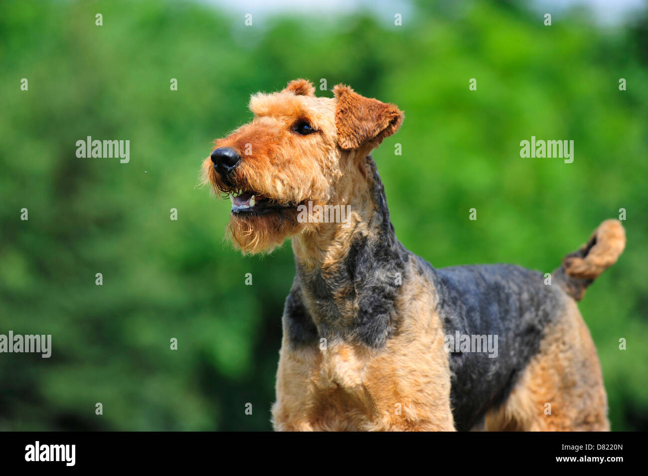 Airedales hi-res stock photography and images - Alamy