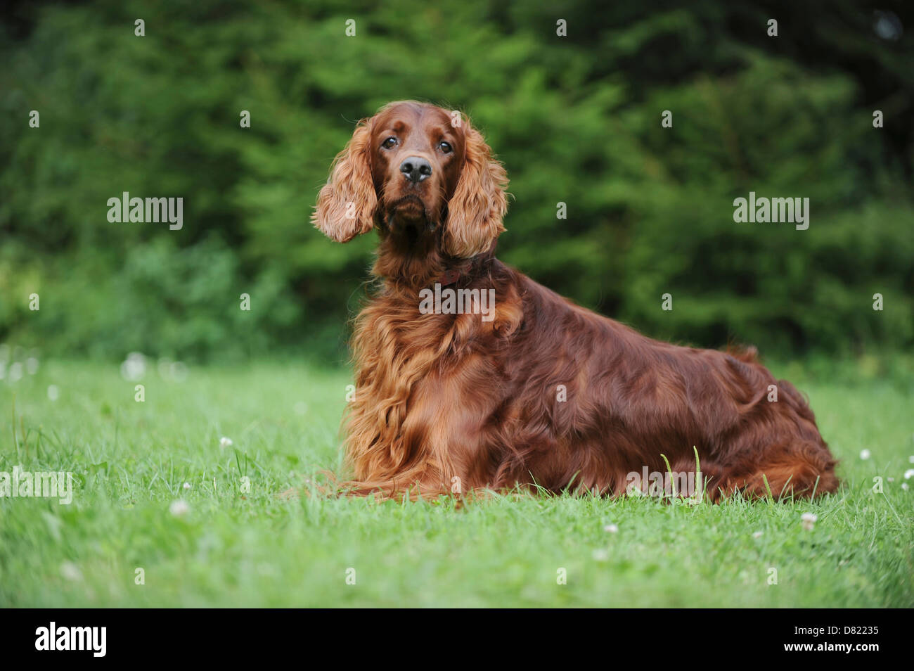 Irish Red Setter Stock Photo - Alamy
