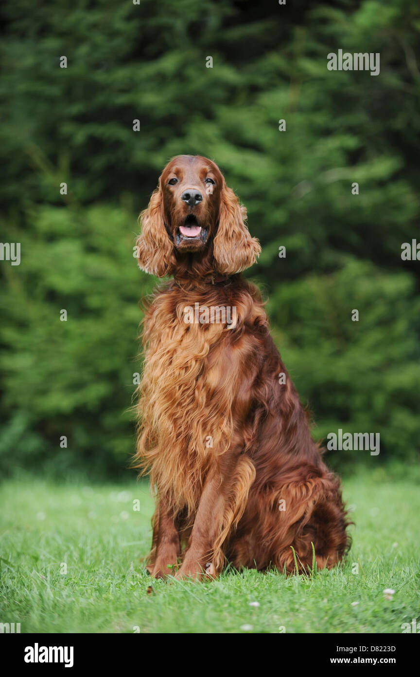 Irish Red Setter Stock Photo - Alamy