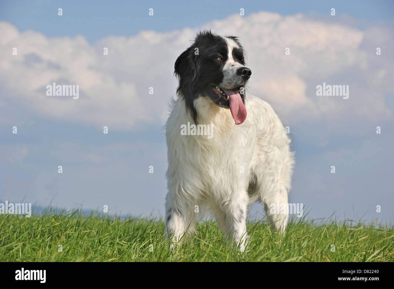 White landseer dog breed standing hi-res stock photography and images ...