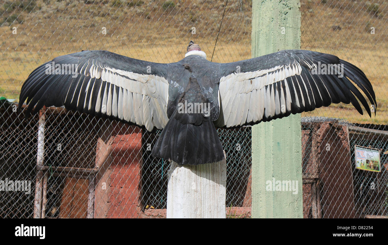 An Andean Condor spreading its wings at an animal rescue center near ...