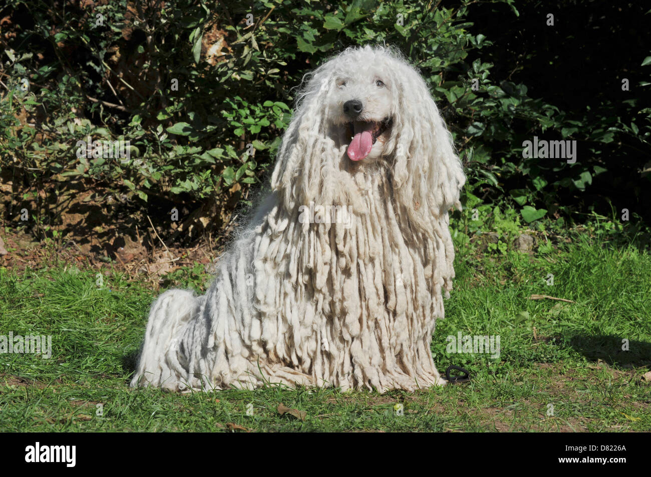 Hungarian pulis hi-res stock photography and images - Alamy