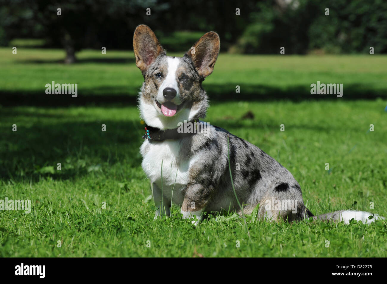 Welsh Corgi Cardigan Stock Photo - Alamy