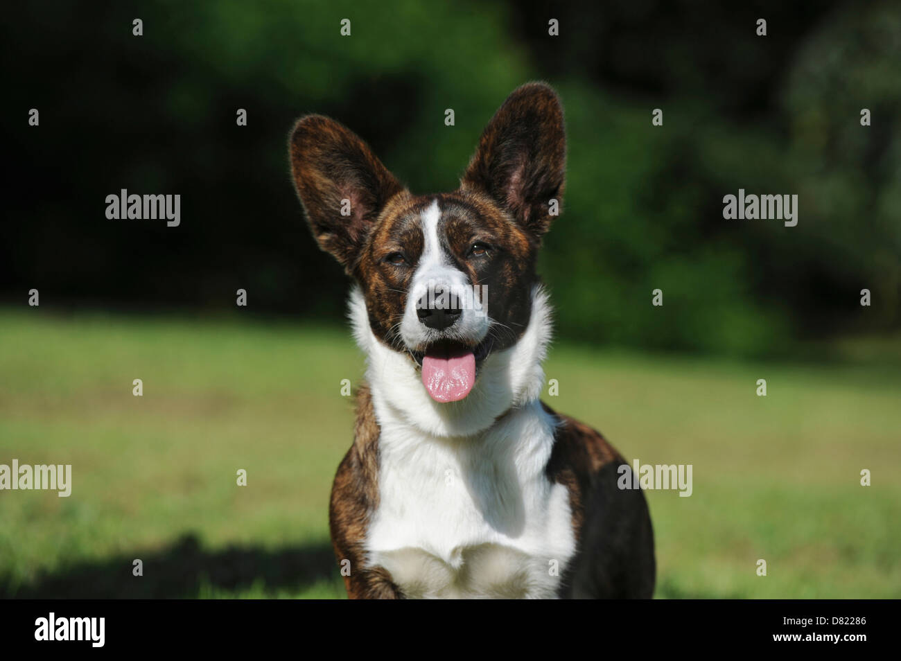 Brindle welsh corgi hi-res stock photography and images - Alamy