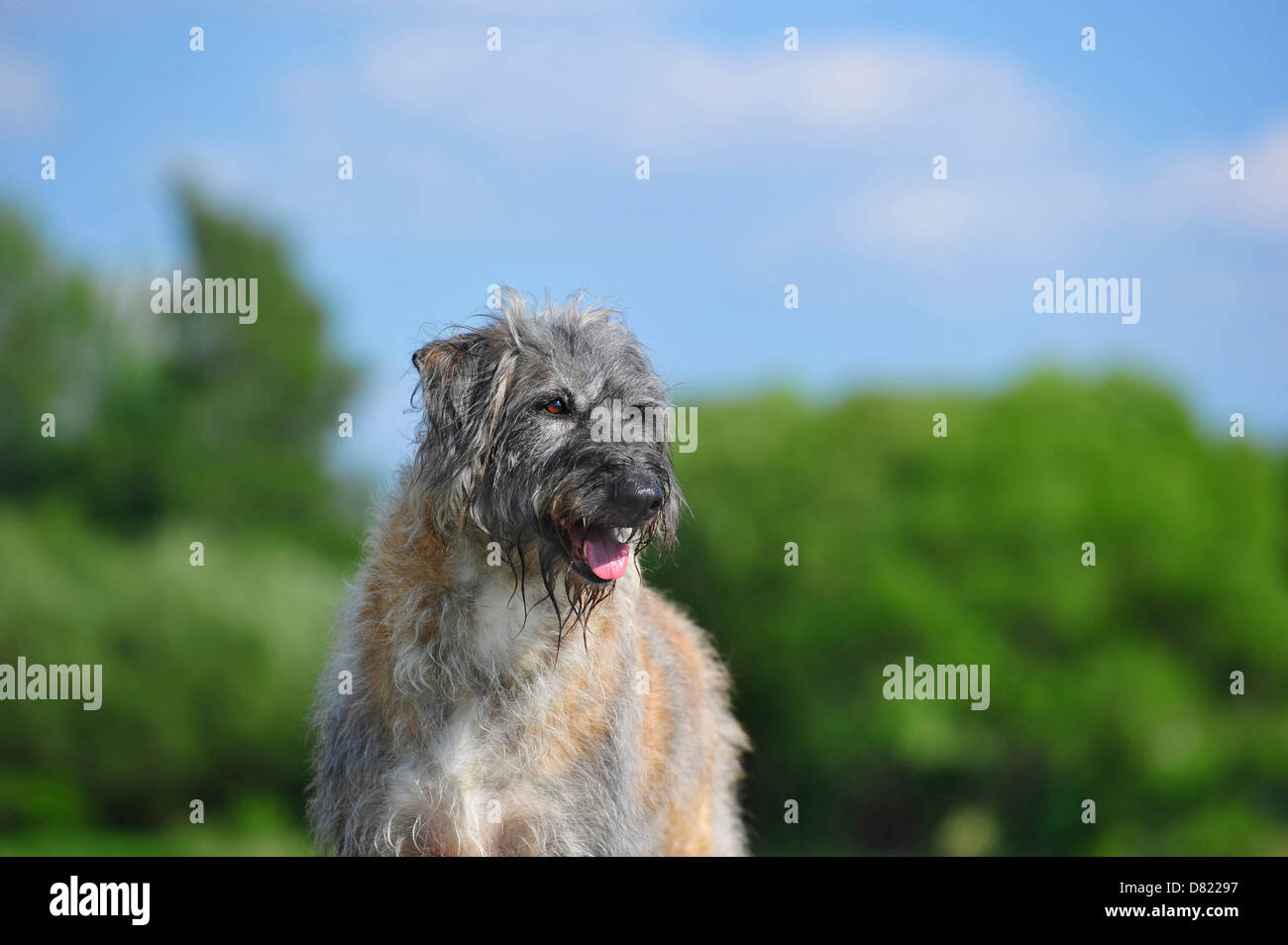 Irish Wolfhound Portrait Stock Photo - Alamy