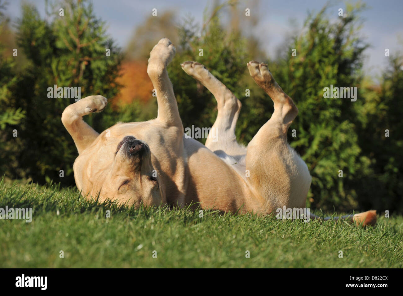 rolling Labrador Retriever Stock Photo - Alamy