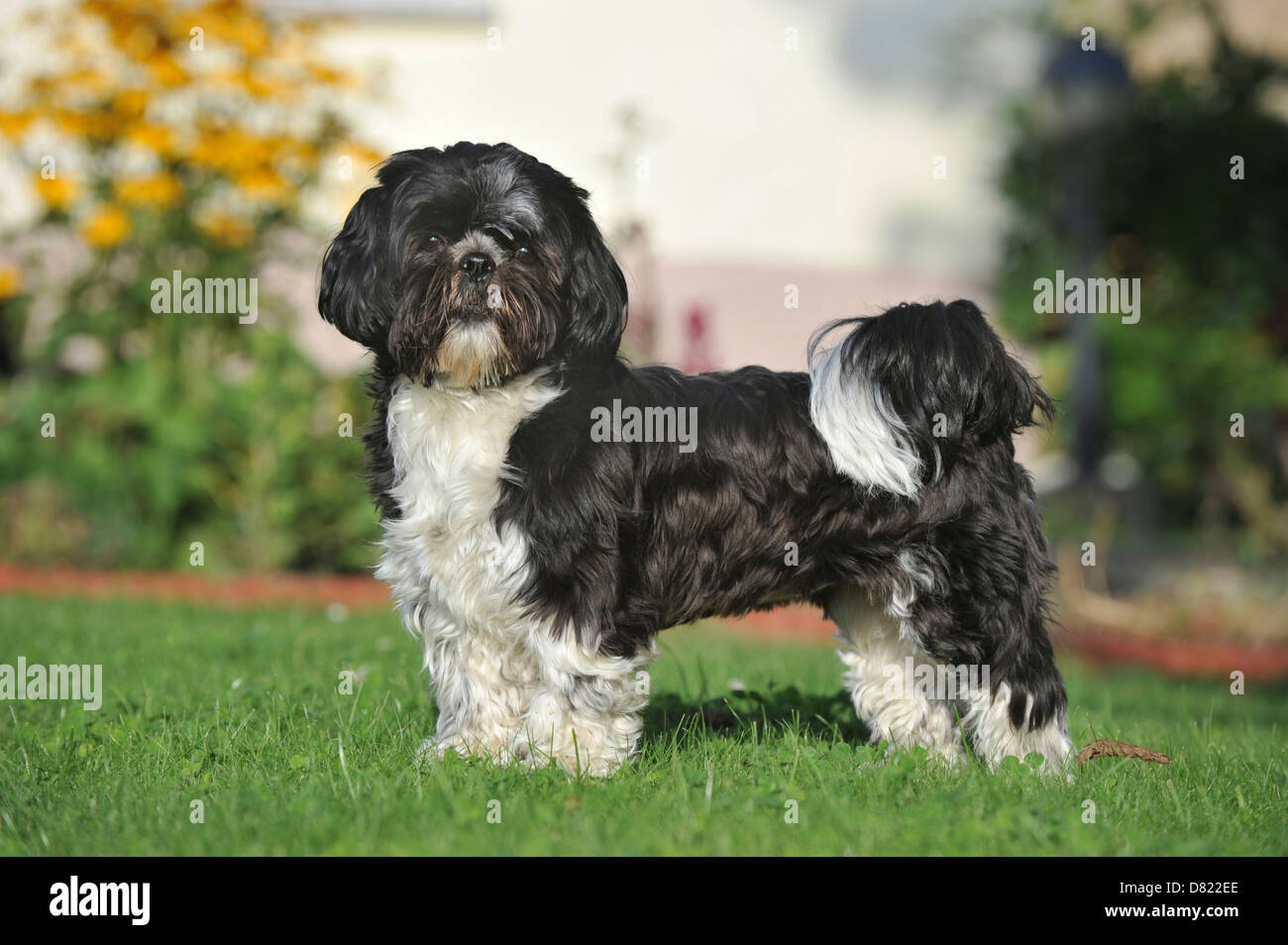 Shih tzus and side view hi-res stock photography and images - Alamy