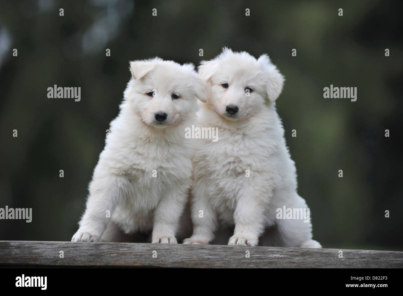 White Swiss Shepherd Puppies Stock Photo - Alamy