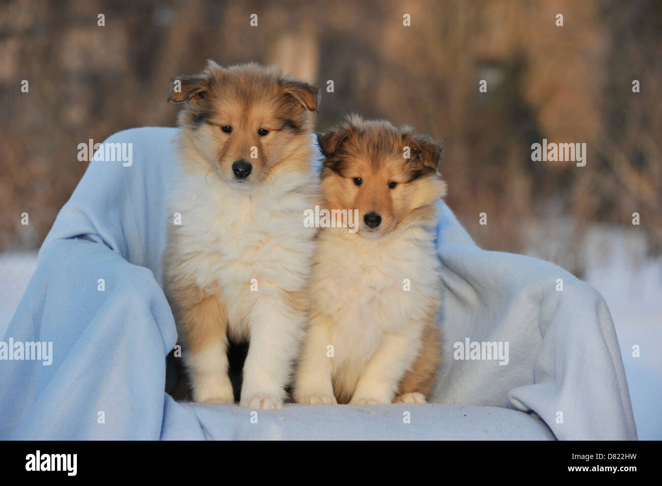 longhaired collie puppies Stock Photo - Alamy