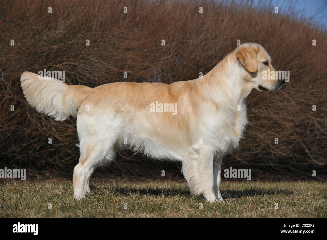 standing Golden Retriever Stock Photo - Alamy