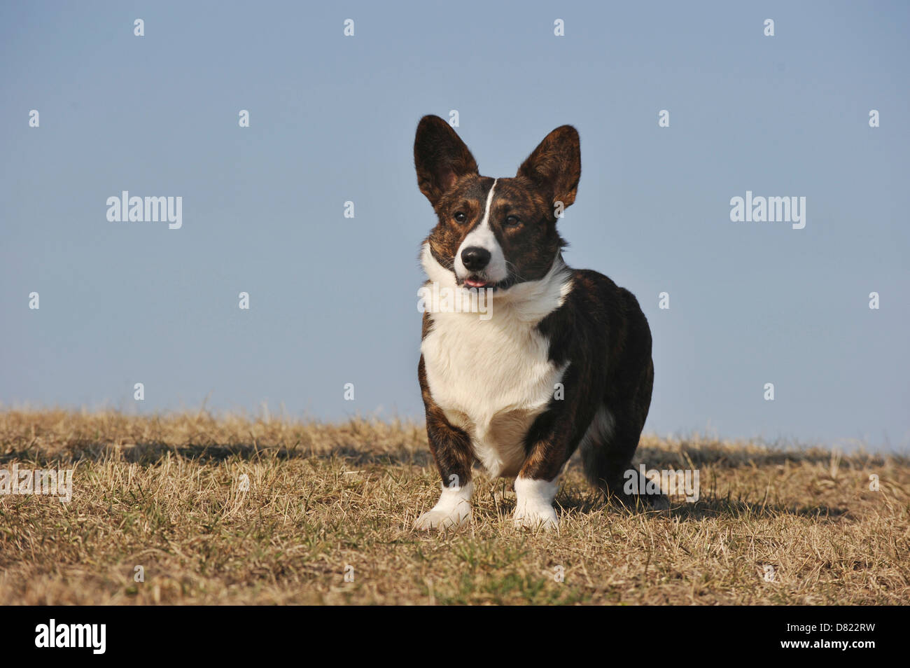 standing Welsh Corgi Cardigan Stock Photo - Alamy