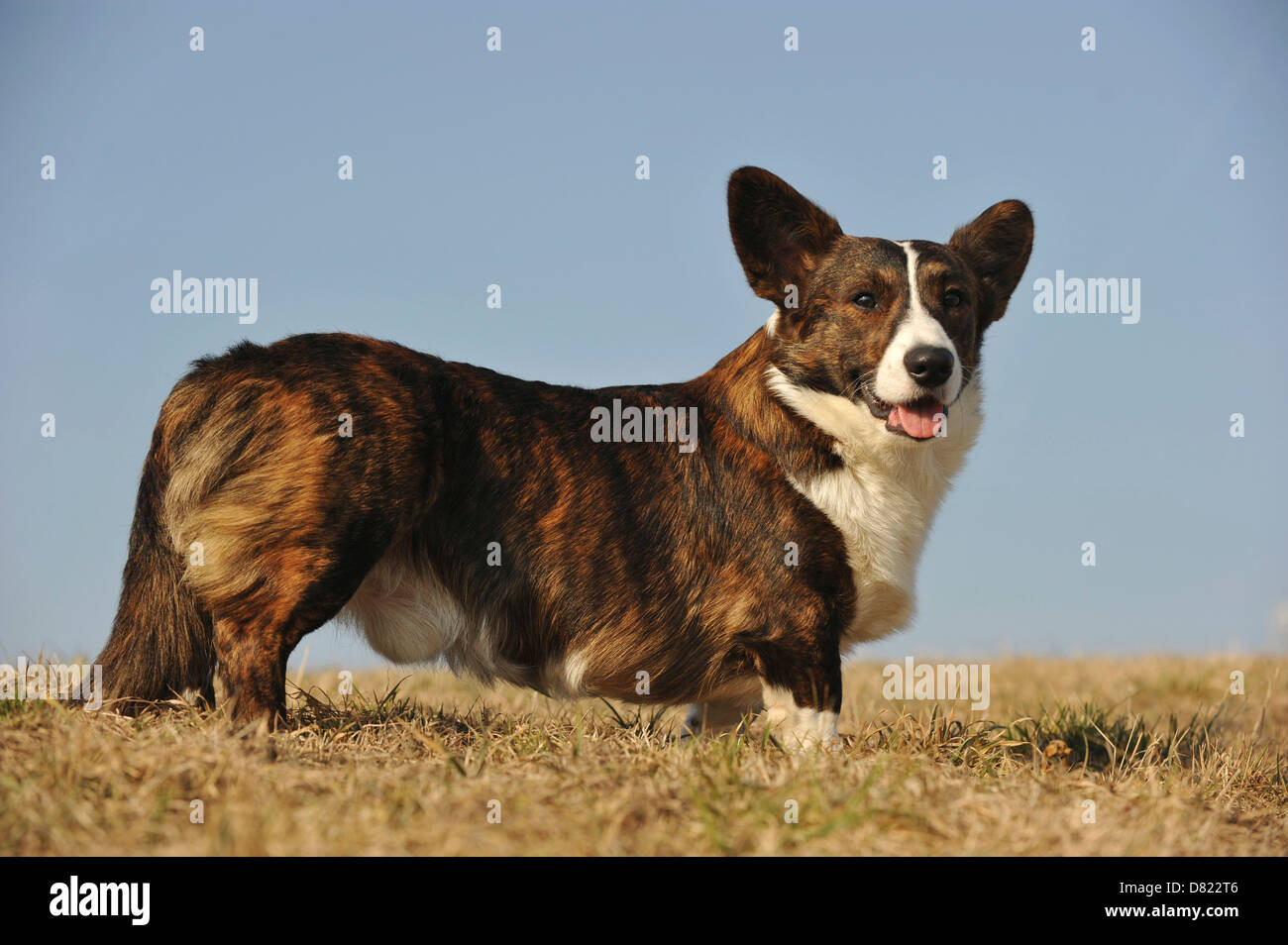 standing Welsh Corgi Cardigan Stock Photo - Alamy
