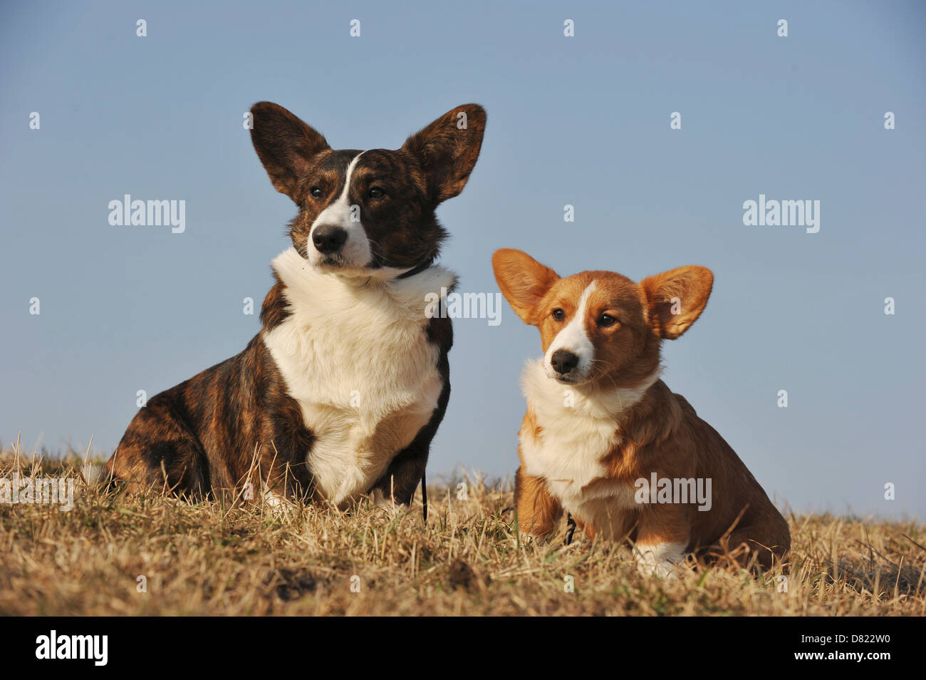 Brindle Corgi High Resolution Stock Photography and Images - Alamy