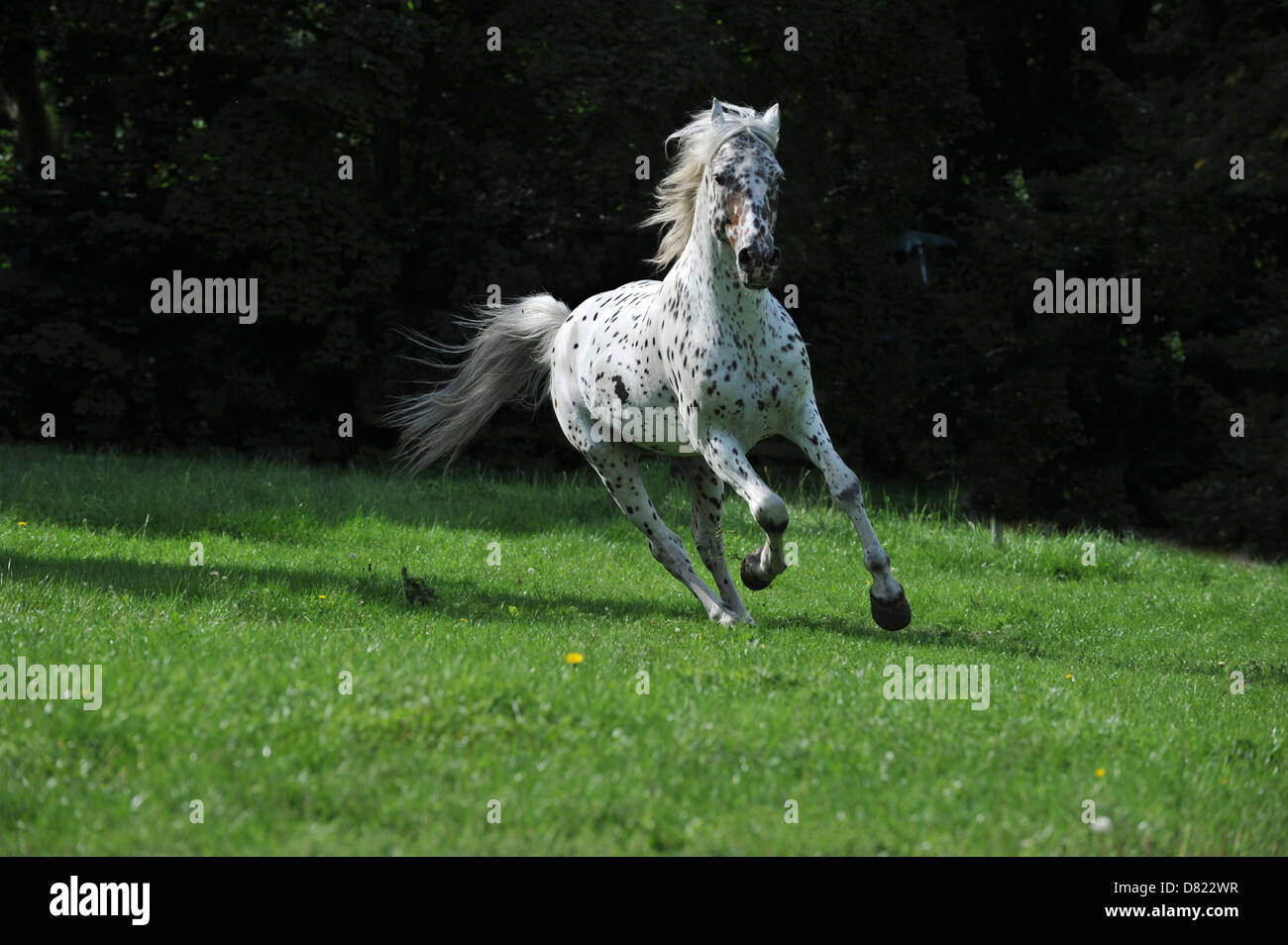 Knabstrup hi-res stock photography and images - Alamy