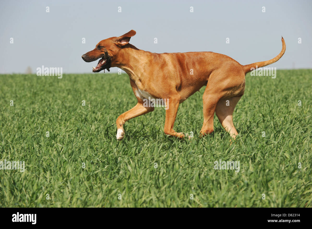 playing Rhodesian Ridgeback Stock Photo - Alamy