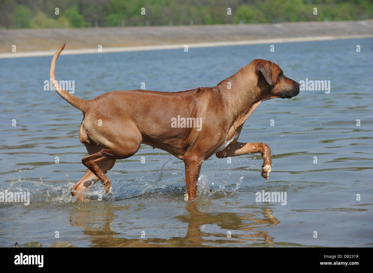 bathing Rhodesian Ridgeback Stock Photo - Alamy