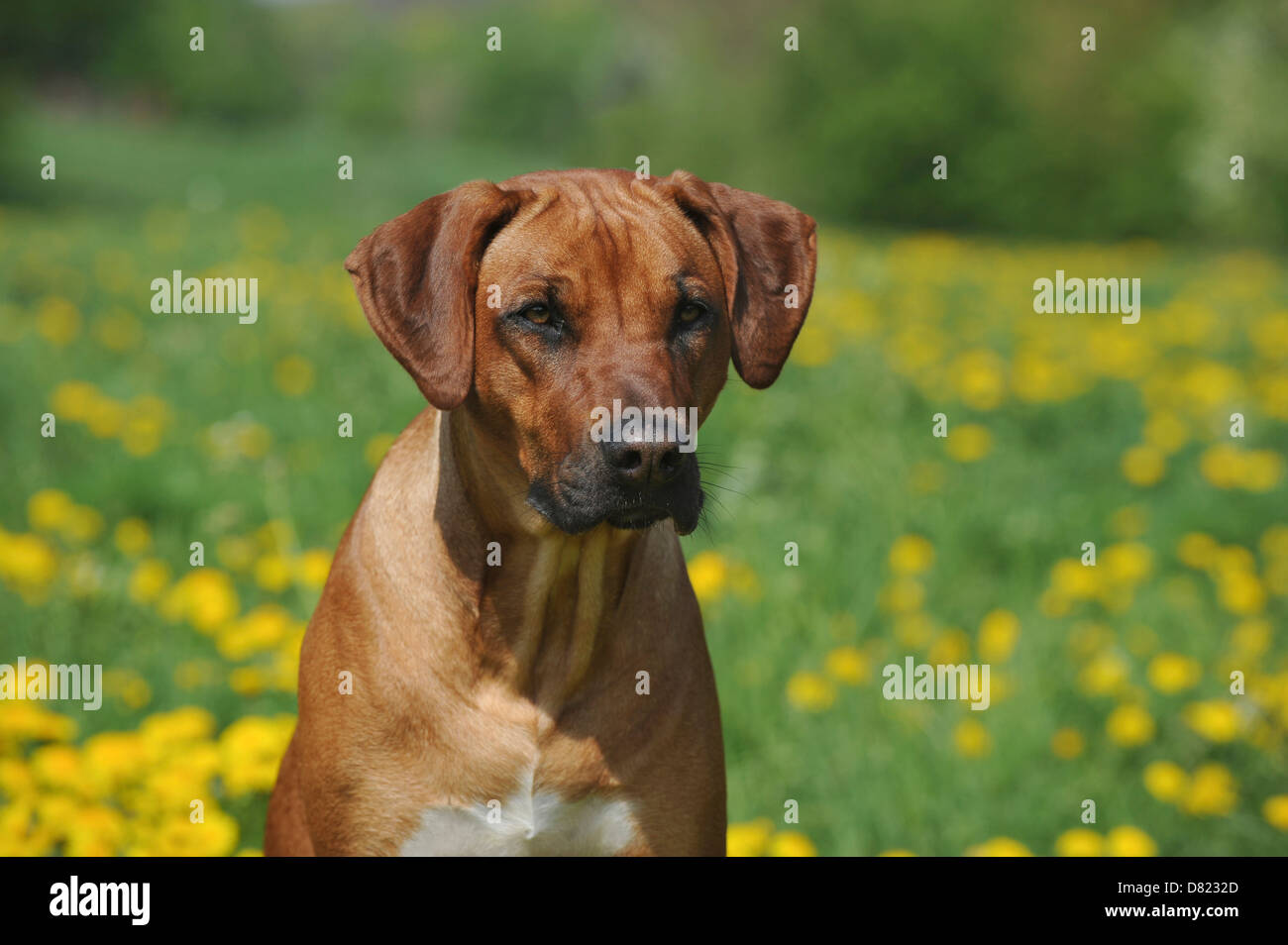 Rhodesian Ridgeback Portrait Stock Photo - Alamy